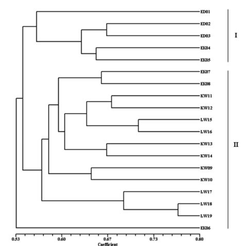 Upgma Dendrogram Indicating Genetic Relationships Among 14 Maize