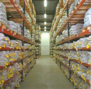 Seed Storage Purpose Importance Condition Principles Basic Agricultural Study