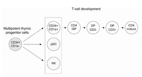 Schematic Representation Of Human Thymocyte Differentiation Download