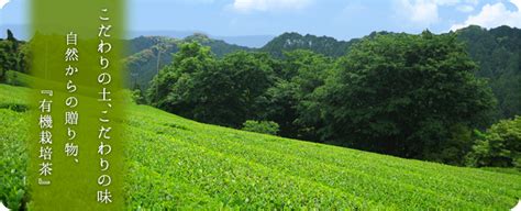 有機栽培茶無農薬の緑茶を生産販売岩倉製茶静岡県島田市