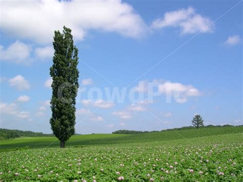 나무 한그루 포플러 미루나무 포플러나무 사진 이미지 일러스트 캘리그라피 프리이미지작가