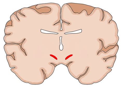 Know Your Brain Subthalamic Nucleus