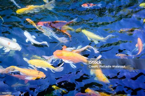 화려한 멋진 잉어 물고기 또는 Koi 물고기는 수영 Koi 물고기는 연못에서 수영입니다 상단 보기와에 대 한 확대 닫습니다 물은 분명 검정 및 빛의 반사입니다 금붕어에 대한