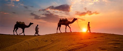 Thar Desert Food Web
