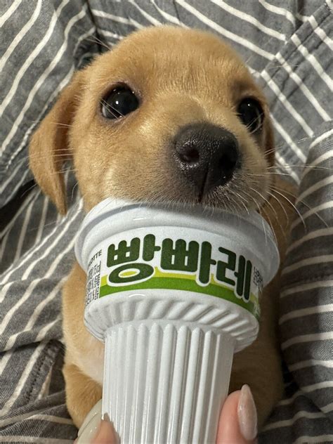 최근에 본 가장 기분 좋은 짤 보여줌 유머움짤이슈 에펨코리아