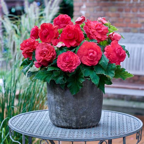 Buy Begonia Superba Collection At Uk