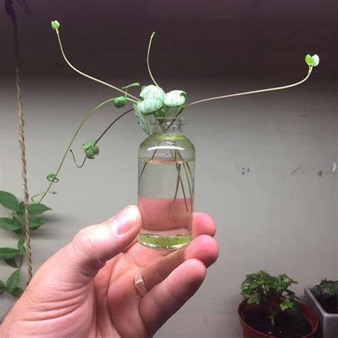 Step By Step Guide To Repotting String Of Hearts