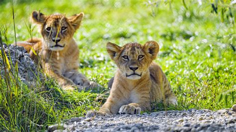 Download Wallpaper 3840x2160 Lion Lion Cub Cub Predator Grass 4k