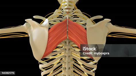 의료 개념 3d 렌더링을 위한 마름모꼴 주요 근육 해부학 3차원 형태에 대한 스톡 사진 및 기타 이미지 3차원 형태 가시아래근 가시위근 Istock