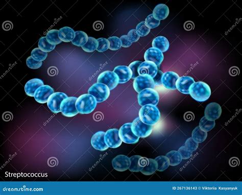 Vector Illustration Of The Streptococcus Gram Positive Coccus Or Spherical Bacteria