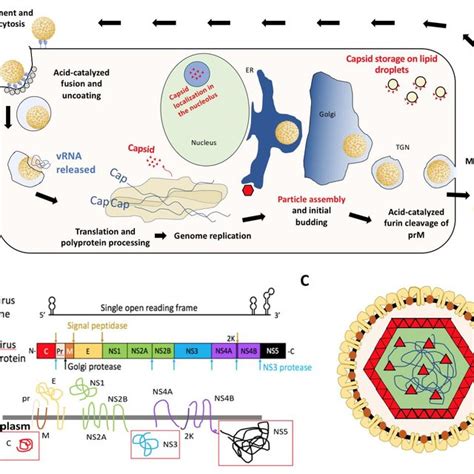 PDF Understanding Flavivirus Capsid Protein Functions The Tip Of The Iceberg