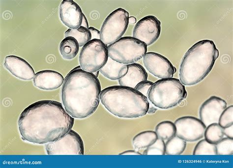 Saccharomyces Cerevisiae Yeast Stock Illustration 126324877
