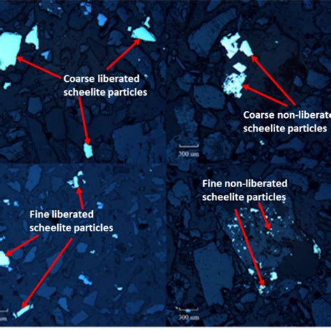 Micrographs Of Tailings Showing Scheelite Texture And Liberation In Download Scientific Diagram