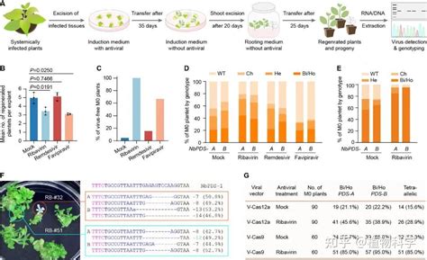 Mol Plant 浙江大学李正和课题组开发广谱rna病毒载体递送crispr Cas核酸酶的新方法 知乎