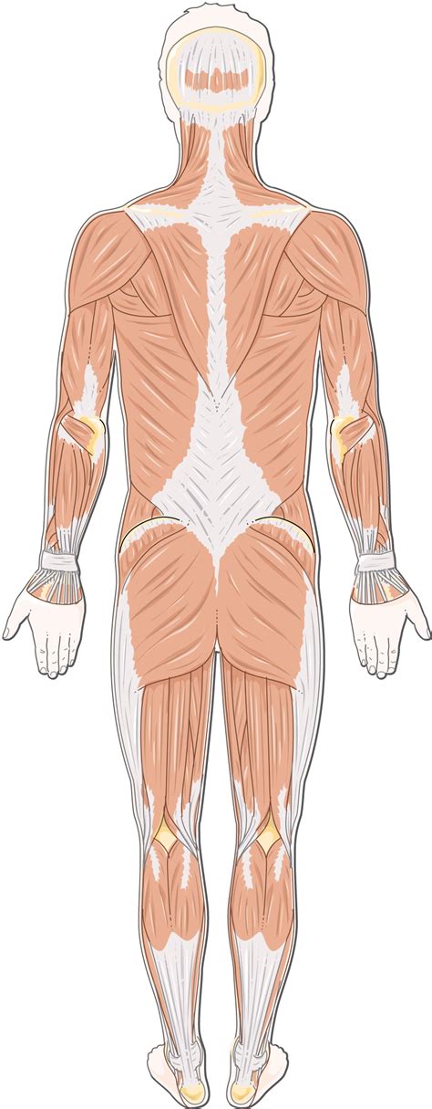 Servier Drawing Superficial Muscles Posterior View No Labels