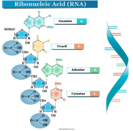 Ribonucleic Acid RNA Definition Structure Types