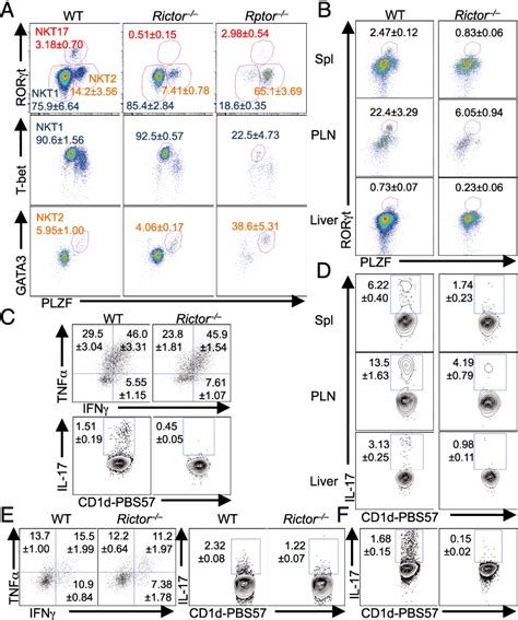 Figure 2 From Development And Nkt17 Fate Decision Signaling In