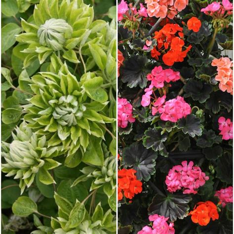 Flowerclassificationdataset Kaggle