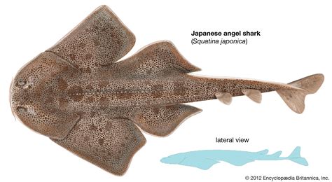 Angel Shark Habitat Diet And Size Britannica