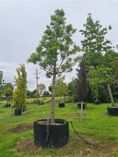 Quercus Castaneifolia Caragh Nurseries