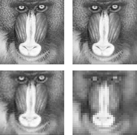 Extracted Baboon Of Proposed Method For 25610 2566 2563 And 2561