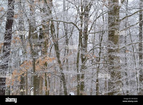 Snowy Trees In The Woods Stock Photo Alamy