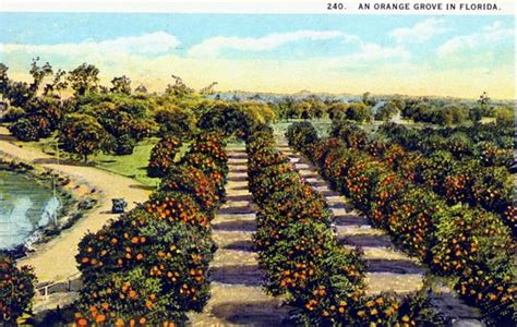 Florida Memory An Orange Grove In Florida In 2025 Orange Grove Old