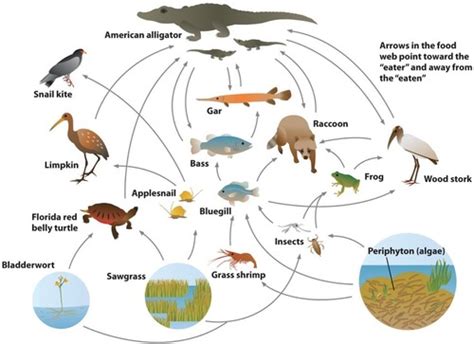Bio 1005 Clicker Questions Flashcards Quizlet