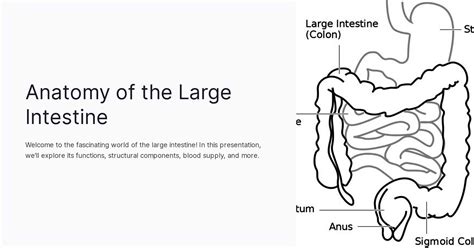 Anatomy Of The Large Intestine