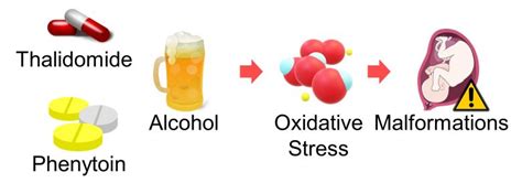 Mechanisms Of How EMFs Affect Health Overview Of The Mechanisms