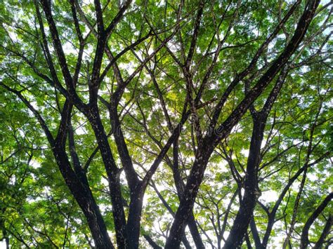 A Wood Tree With Thick Branching Branches Stock Image Image Of Large