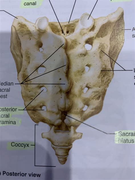 Exercise 9 Axial Skeleton Diagram Quizlet