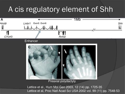 PPT The Cis Regulatory Elements PowerPoint Presentation Free Download ID 1982265