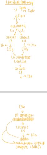 Complement System Flashcards Quizlet