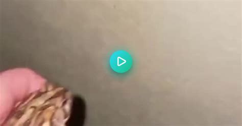 Nature Vs Technologythe Ultimate Bio Weapon Album On Imgur