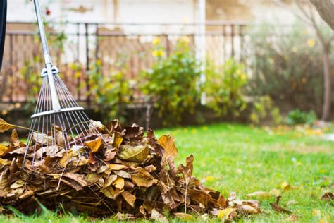 What Does Deciduous Mean Why Some Plants Lose Their Leaves For Some Of The Year