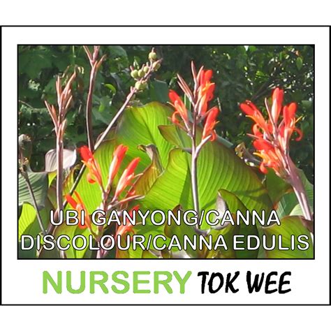 Pokok Ubi Ganyong Merah Red Canna Edulis Red Canna Discolour Shopee