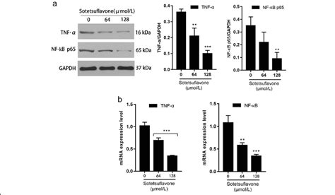 Sotetsuflavone Inhibited Nf κb Pathway Activation By Downregulating