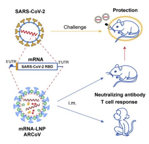 Indias First Mrna Vaccine Against Omicron Raus Ias