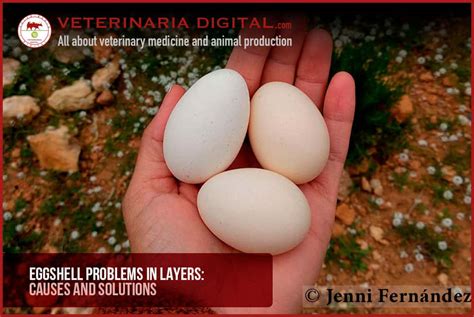 Eggshell Problems In Layers Causes And Solutions