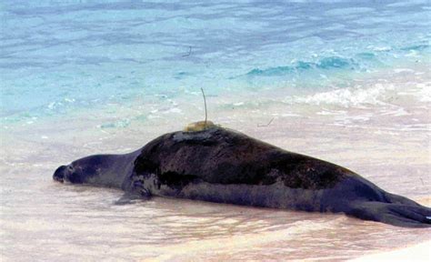 Hawaiian Monk Seals Home
