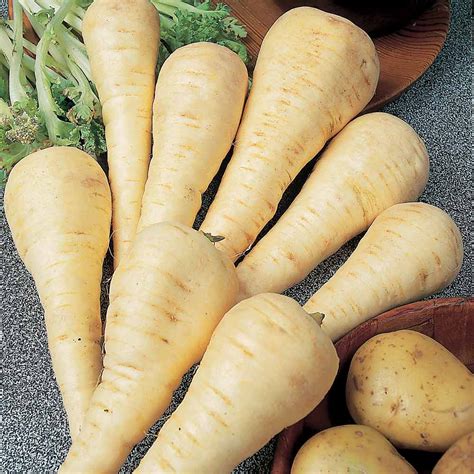 Buy Parsnip Gladiator Seeds Organic Gardening Catalogue
