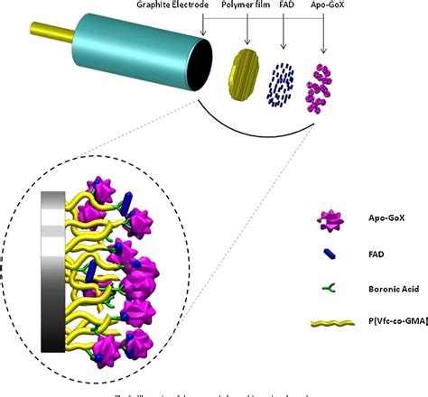 Figure 1 From Development Of Glucose Biosensor Based On Reconstitution Of Glucose Oxidase Onto