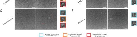 Increasing Buffer Nacl Concentration Decreases N Rna Ring Formation