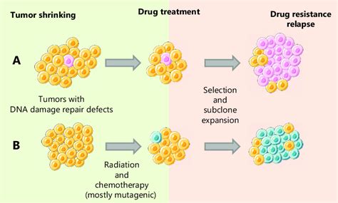Two Distinct Evolution Models Of Drug Resistance Of Cancer A The Download Scientific Diagram