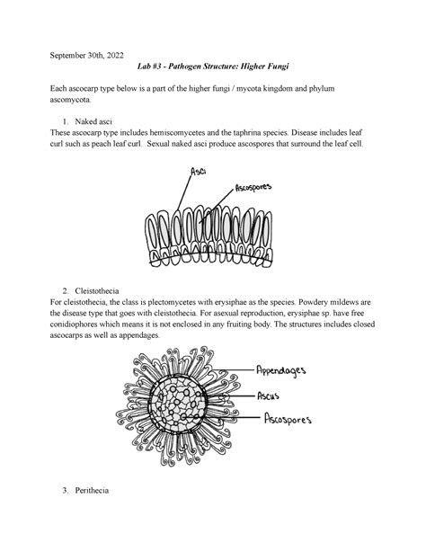 Lab 3 Pathogen Structures Higher Fungi September 30th 2022 Lab 3