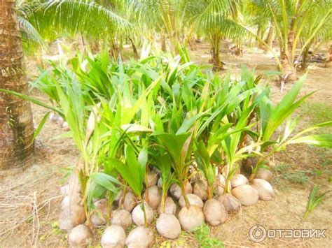 Отзыв о Экскурсия на остров Ко Куд Таиланд путешествие в страну тишины и уединения