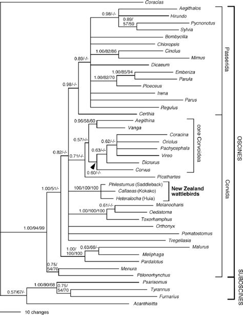 Bayesian Phylogeny Of 1424 Bp Of C Mos And Rag 1 Dna Sequence Data For Download Scientific