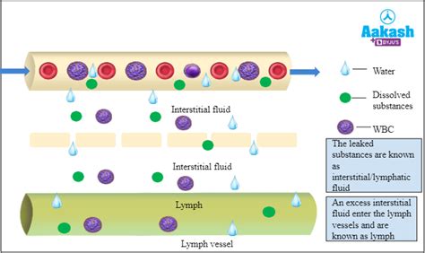 Composition Of Lymph In Biology Definition Types And Importance Aesl