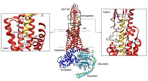 Pdb 101 Diabetes Mellitus Diabetes Mellitus Undefined Semaglutide